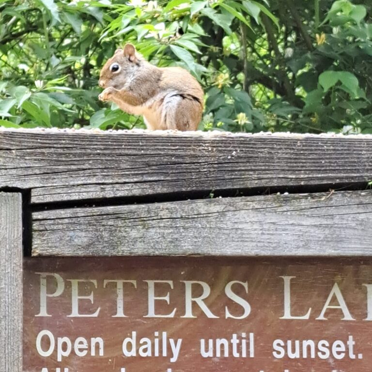 Front Page - Save Peters Lake